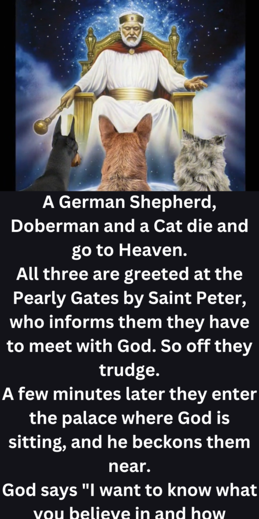A German Shepherd, a Doberman and a Cat meet God. - The Best Media