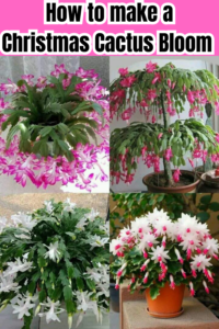 Unlocking the Secret to Christmas Cactus Blooms: A Step-By-Step Guide ...