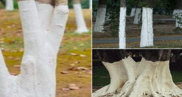 The Mystery Behind White-Painted Trees and What It Signifies - The Best ...