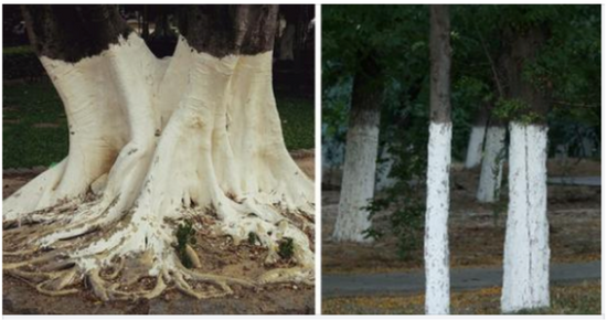 "If You See White-Painted Trees, Here's What You Need to Know" - The ...