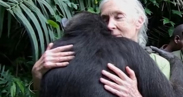 Wounda: The Chimpanzee Who Said “Thank You” Without Words - The Best Media